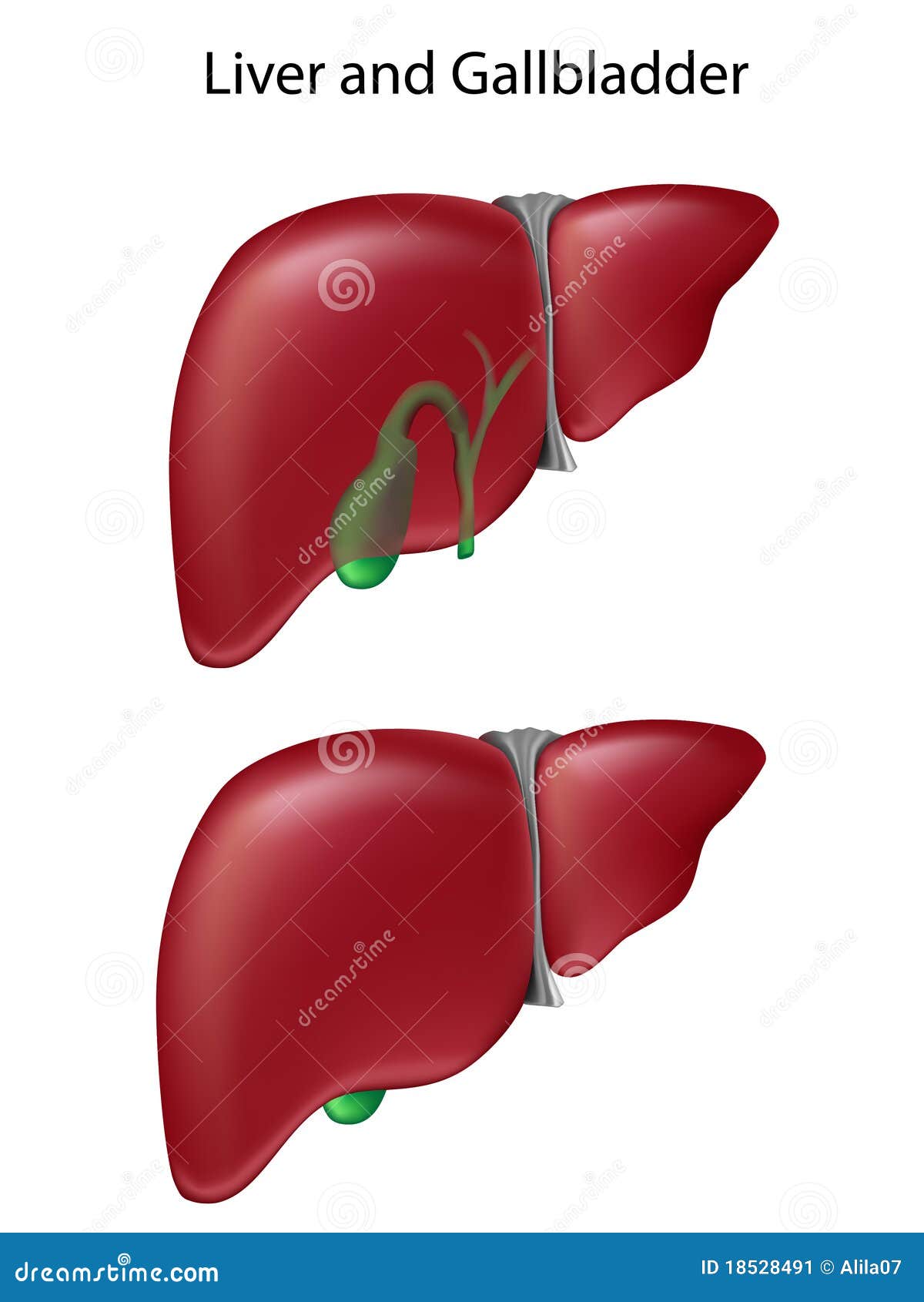 Liver and Gallbladder, Textbook Accuracy Stock Vector - Illustration of ...