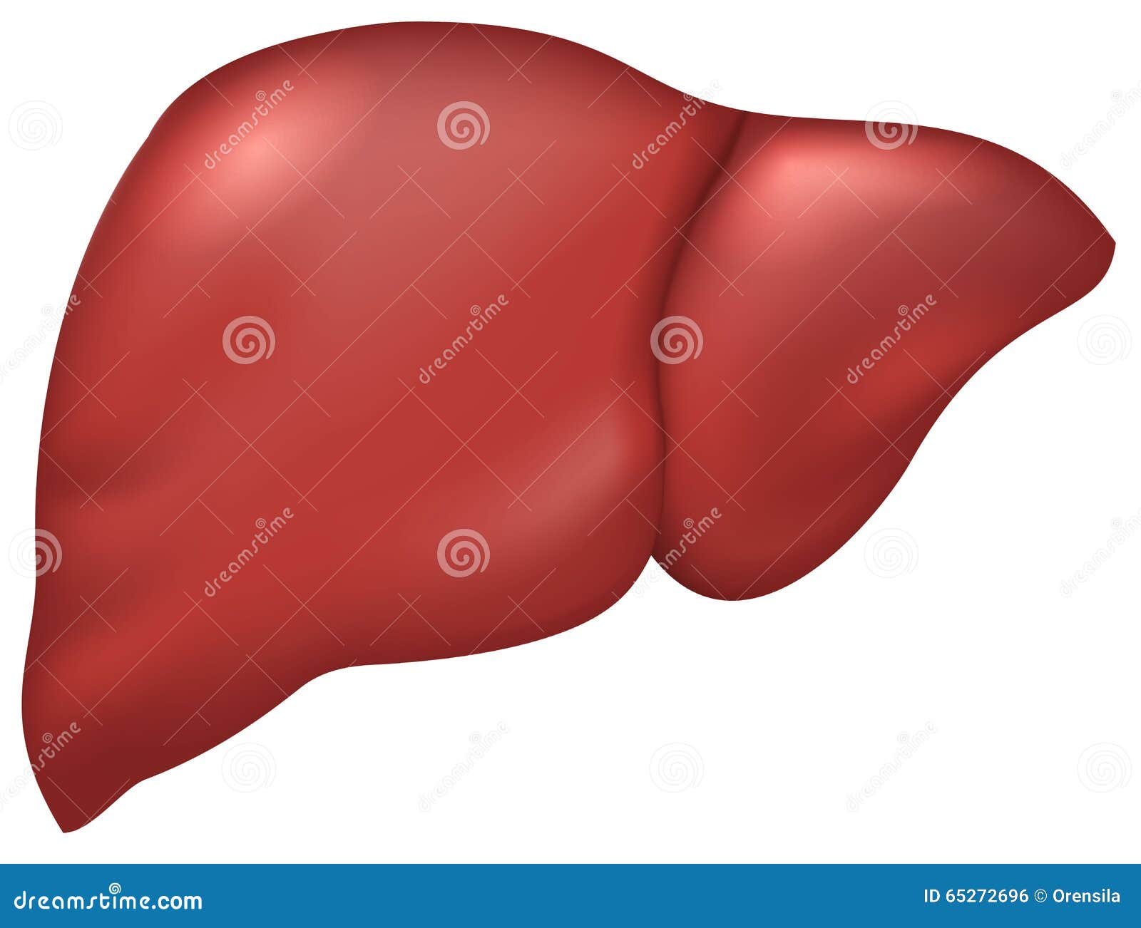 Liver of healthy person stock vector. Illustration of vector - 65272696