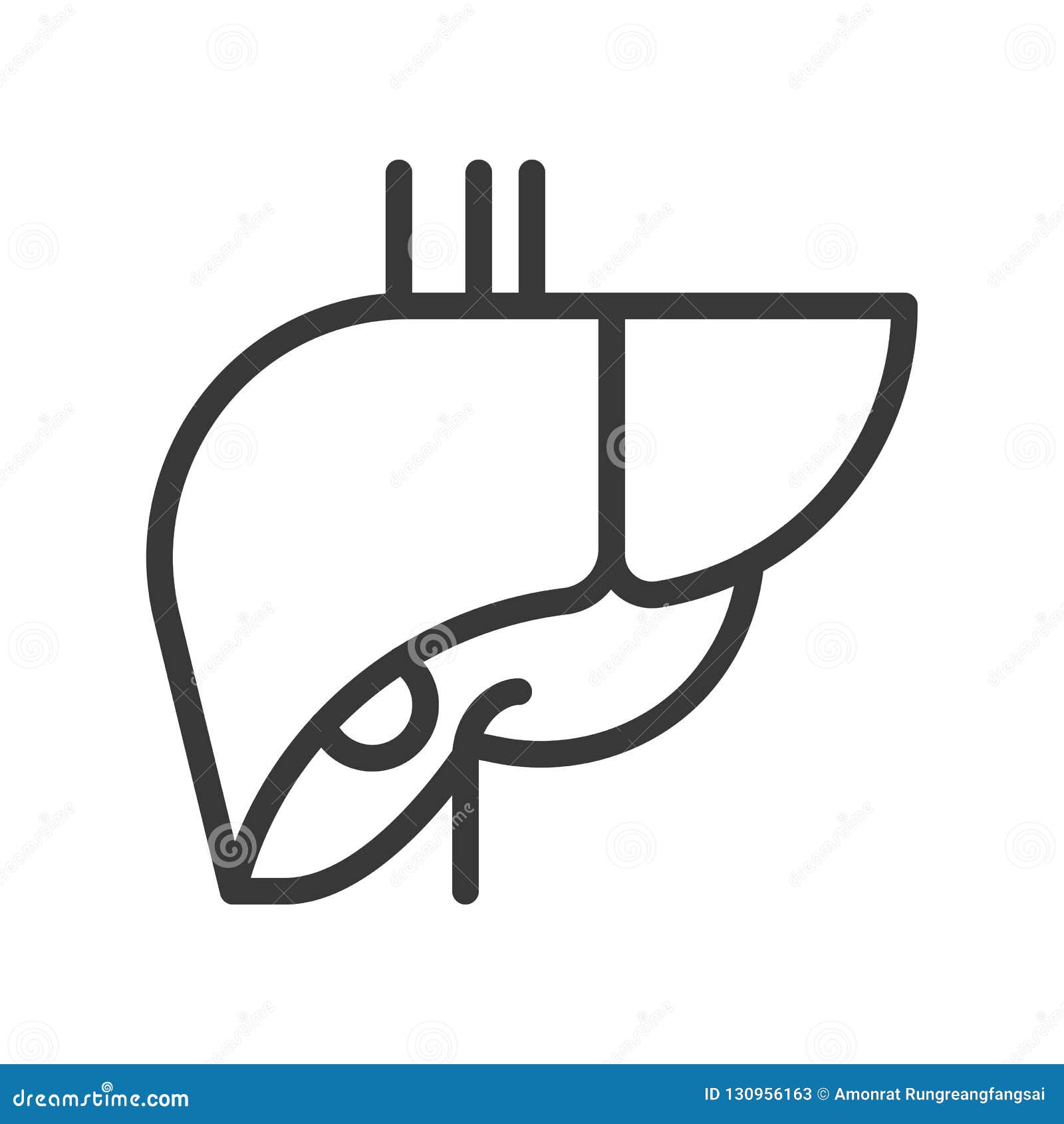 Liver, Human Organ Related Outline Vector Icon Stock Vector ...