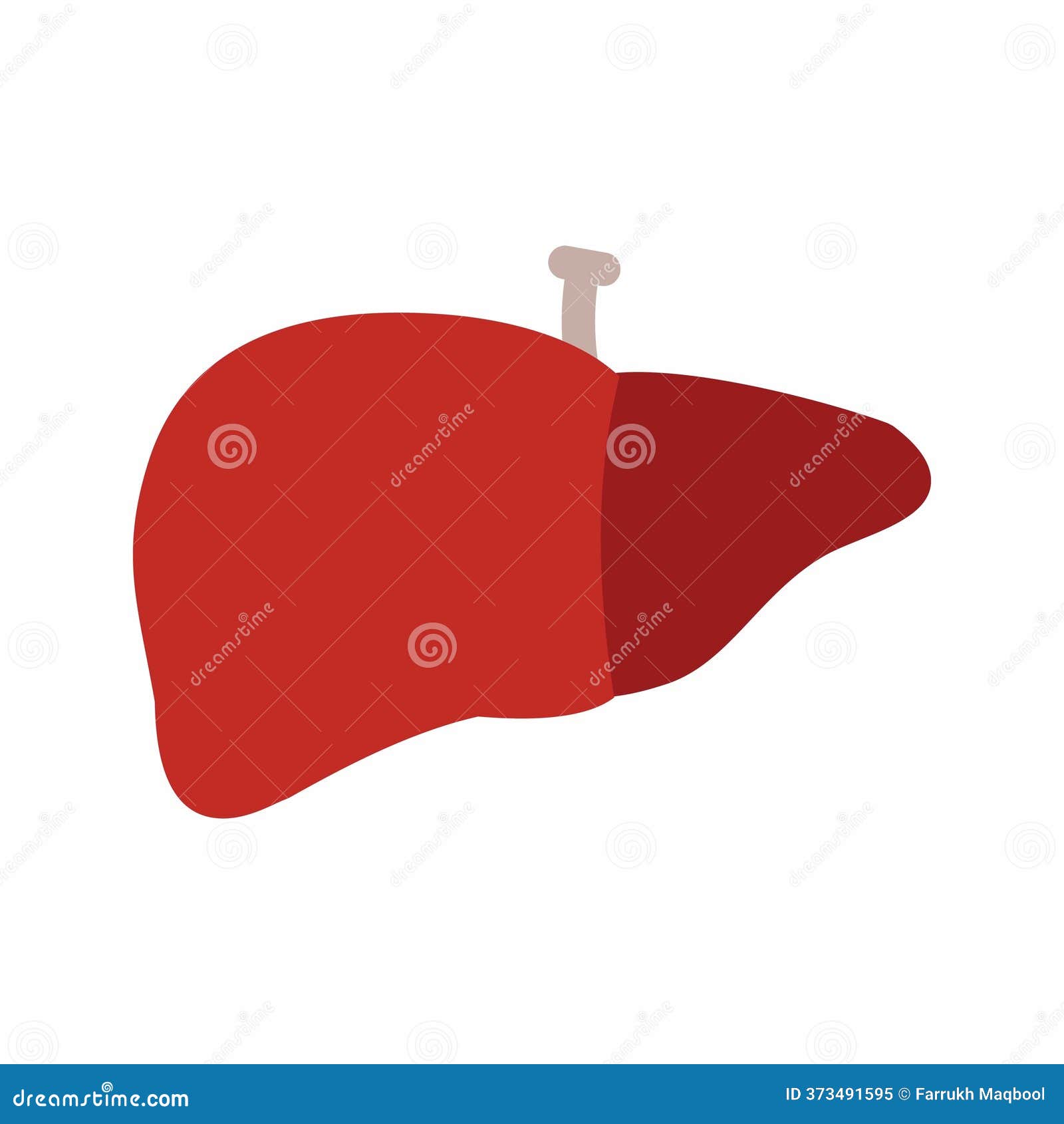 Liver Icon Symbol On White Background Vector Illustration ...