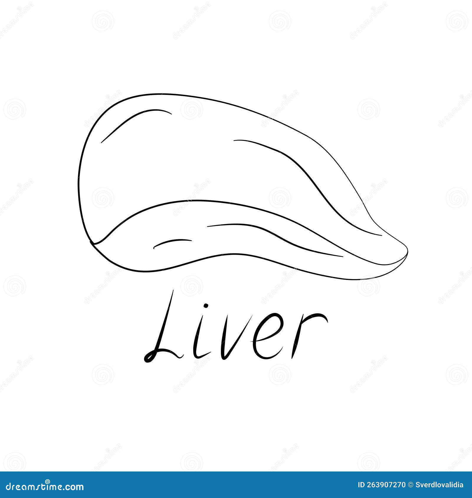 Liver Illustration and Hand-written Inscription. Vector Logo. Stock ...