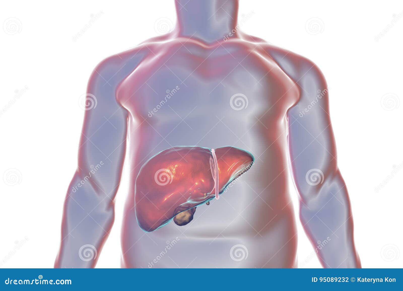 Liver inside human body stock illustration. Illustration of medical ...