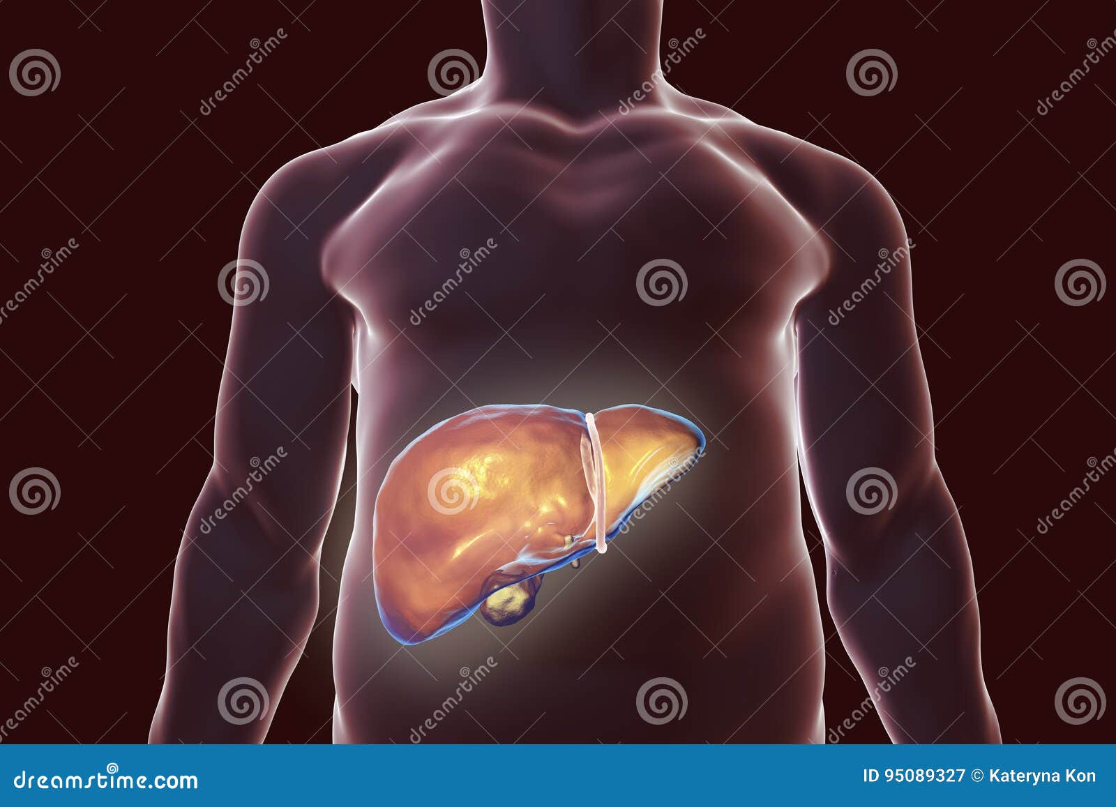 Liver inside human body stock illustration. Illustration of biology ...