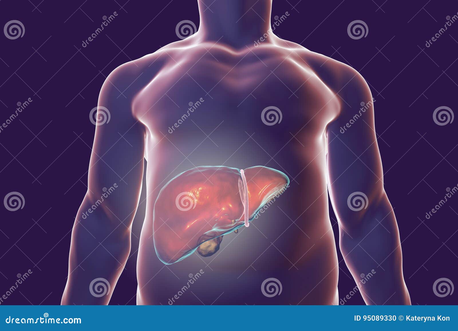 Liver inside human body stock illustration. Illustration of organ ...