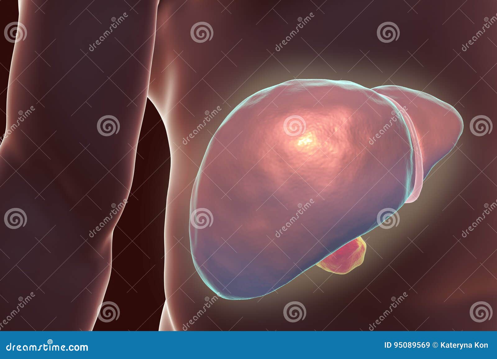 Liver inside human body stock illustration. Illustration of healthy ...