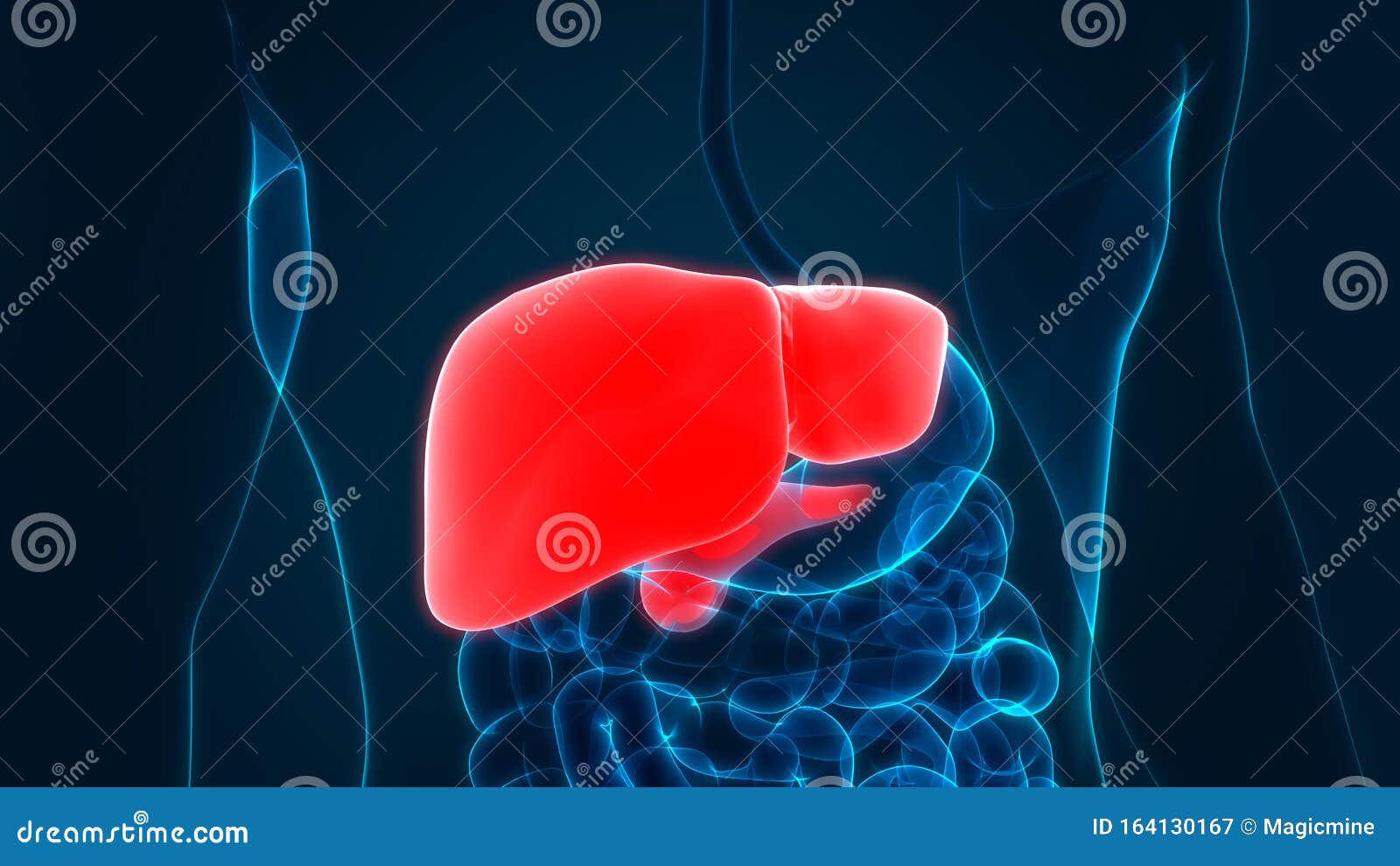Liver a Part of Human Digestive System Anatomy Stock Illustration ...
