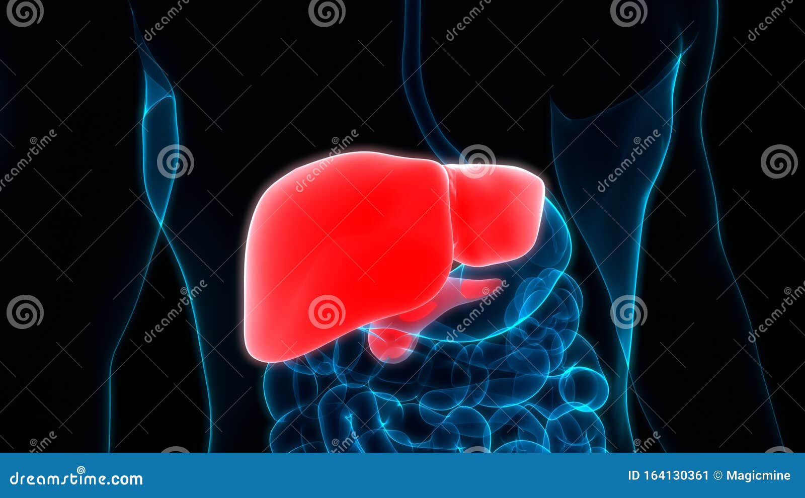 Liver a Part of Human Digestive System Anatomy Stock Illustration ...