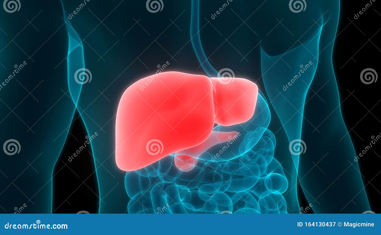 Liver A Part Of Human Digestive System Anatomy Royalty-Free Stock ...