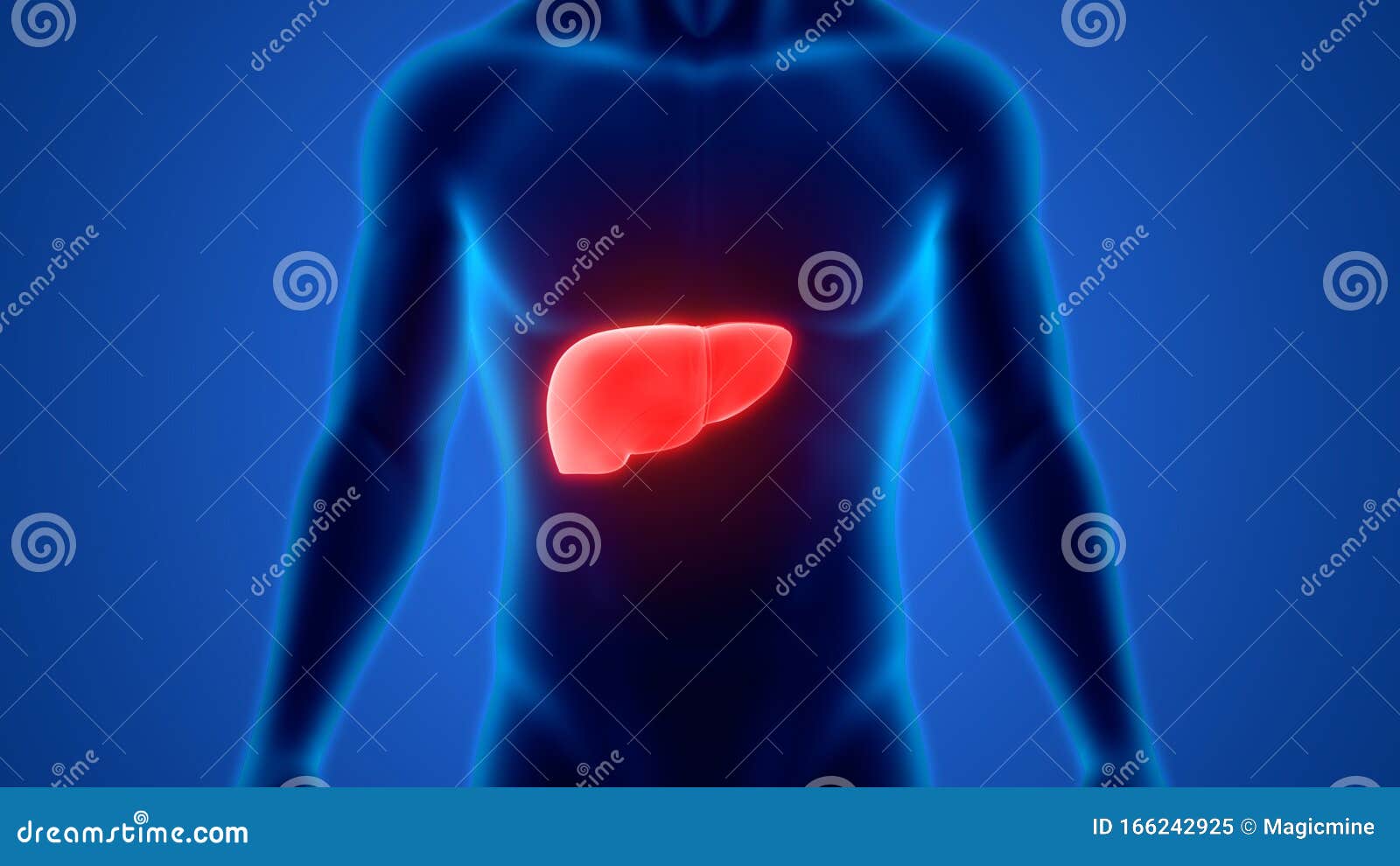 Liver a Part of Human Digestive System Anatomy Stock Illustration ...