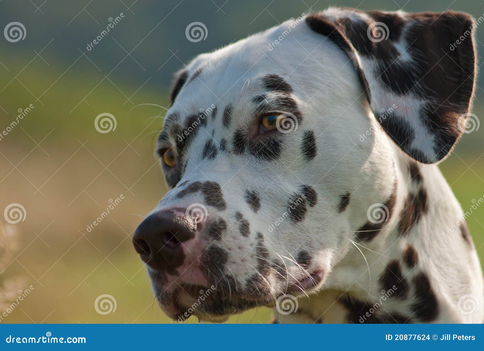 Dalmatian Dog Portrait In Profile Royalty-Free Stock Photography ...