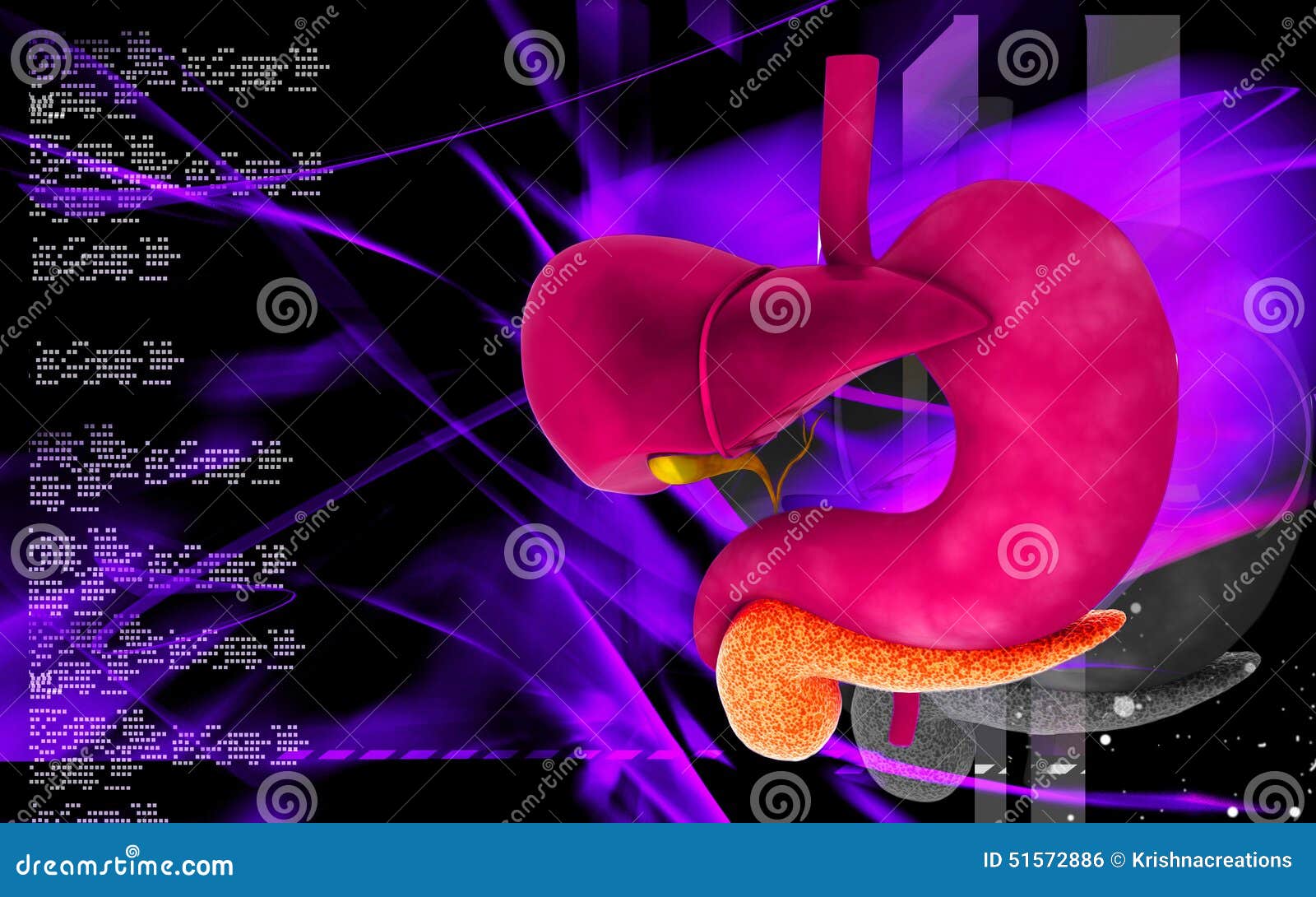 Liver and Stomach stock illustration. Illustration of graphics - 51572886
