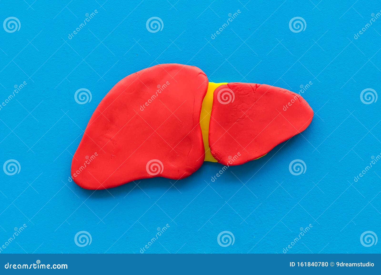 Liver Studying and Working. Organ on Blue Background Top View Stock ...