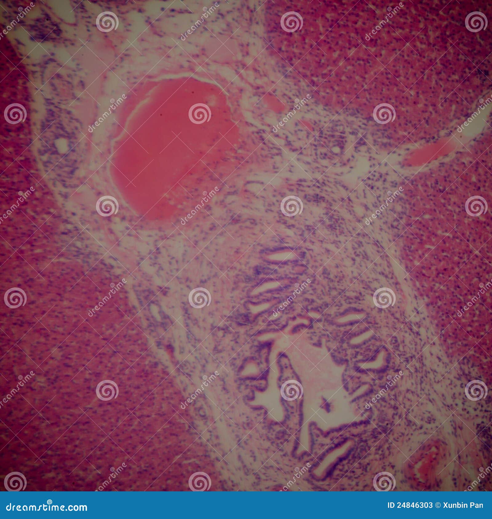 Liver Histology Model Labeled