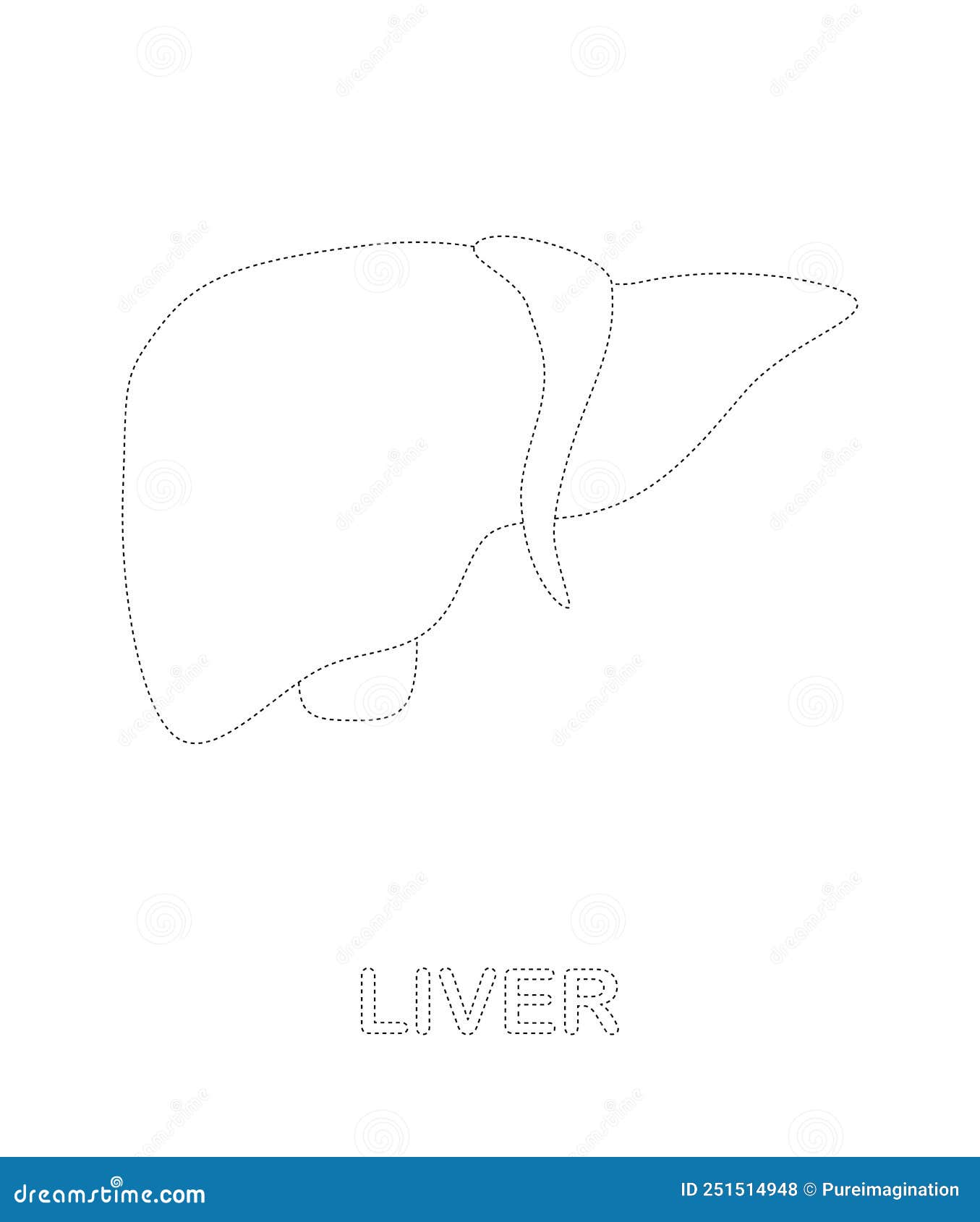 Liver Tracing Worksheet for Kids Stock Vector - Illustration of liver ...