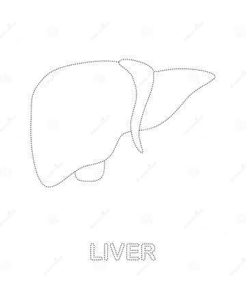 Liver Tracing Worksheet for Kids Stock Vector - Illustration of liver ...