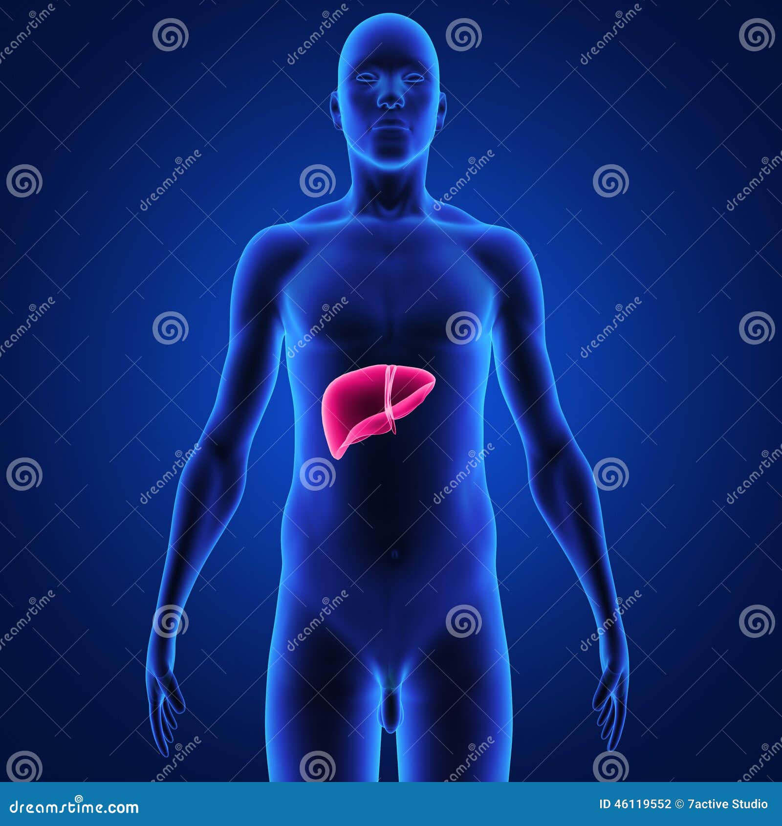 Liver stock illustration. Illustration of health, anatomical - 46119552