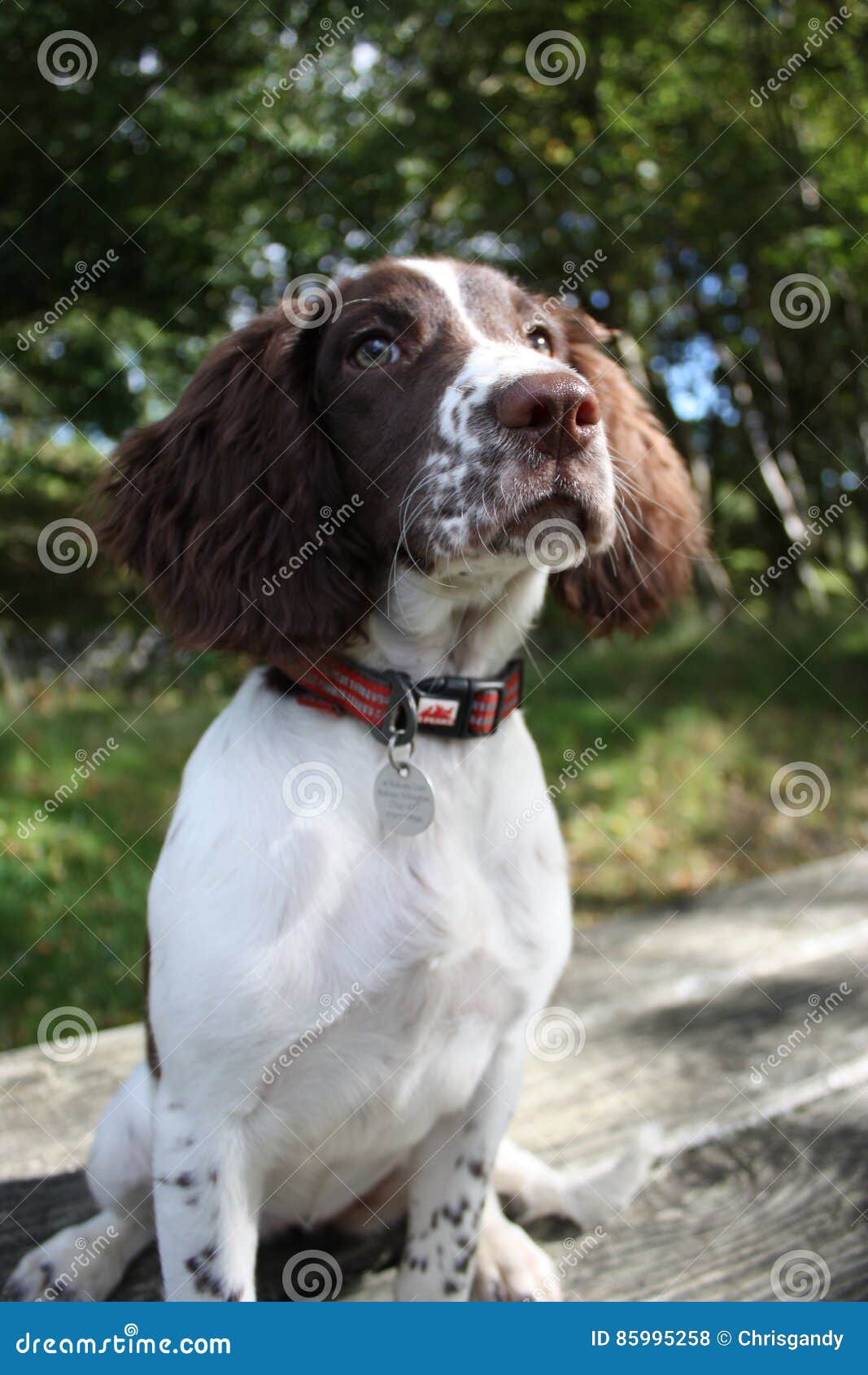 A Liver and White Working Type English Springer Spaniel Pet Gundog ...