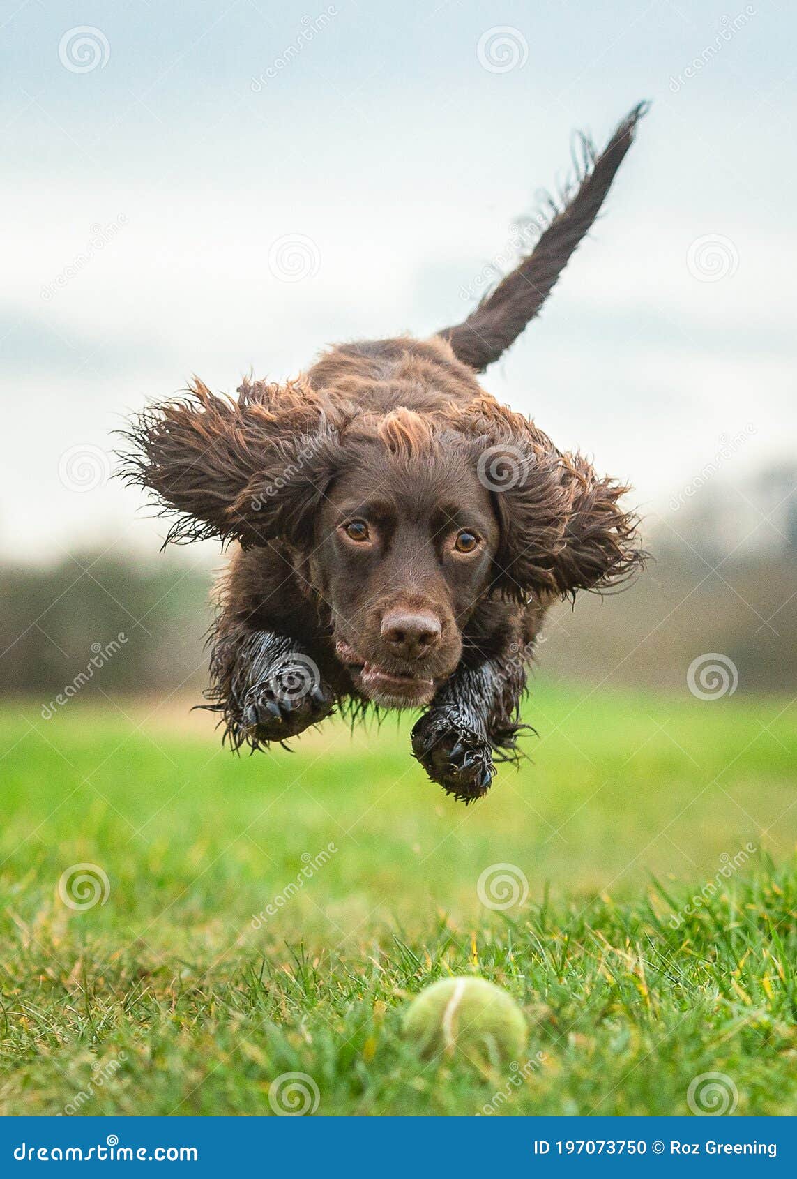 Cocker Spaniel Dog Jumping for Tennis Ball Stock Photo - Image of loyal ...