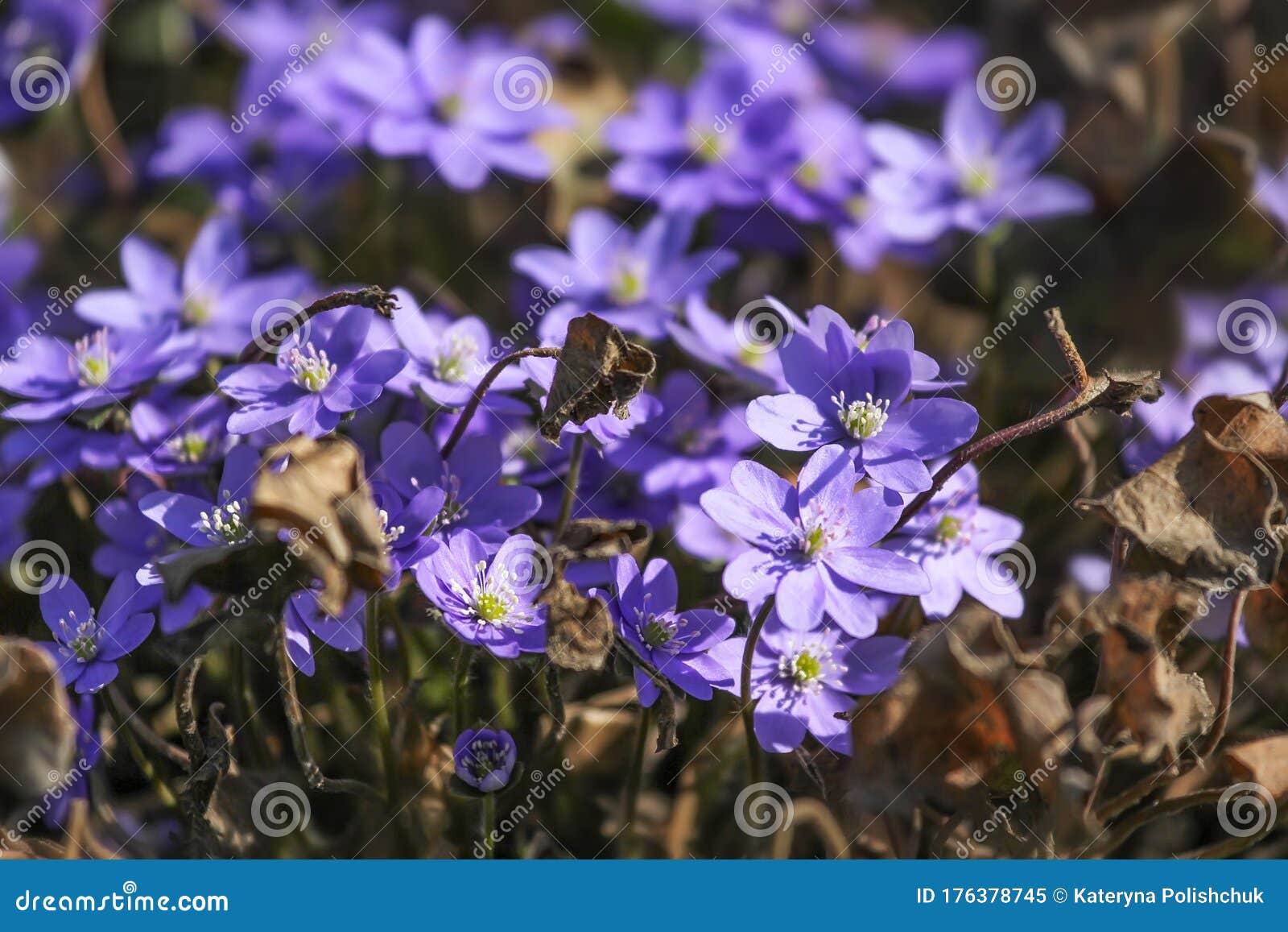 Liverleaf Liverwort Flowers in Spring Forest, Natural Background Stock ...