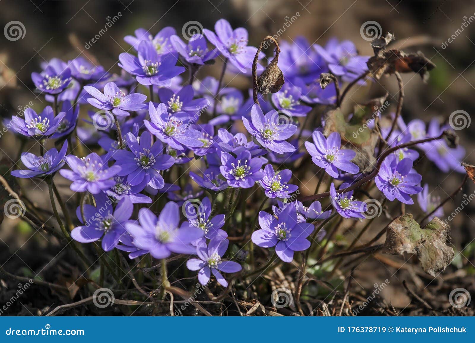 Liverleaf Liverwort Flowers in Spring Forest, Natural Background ...