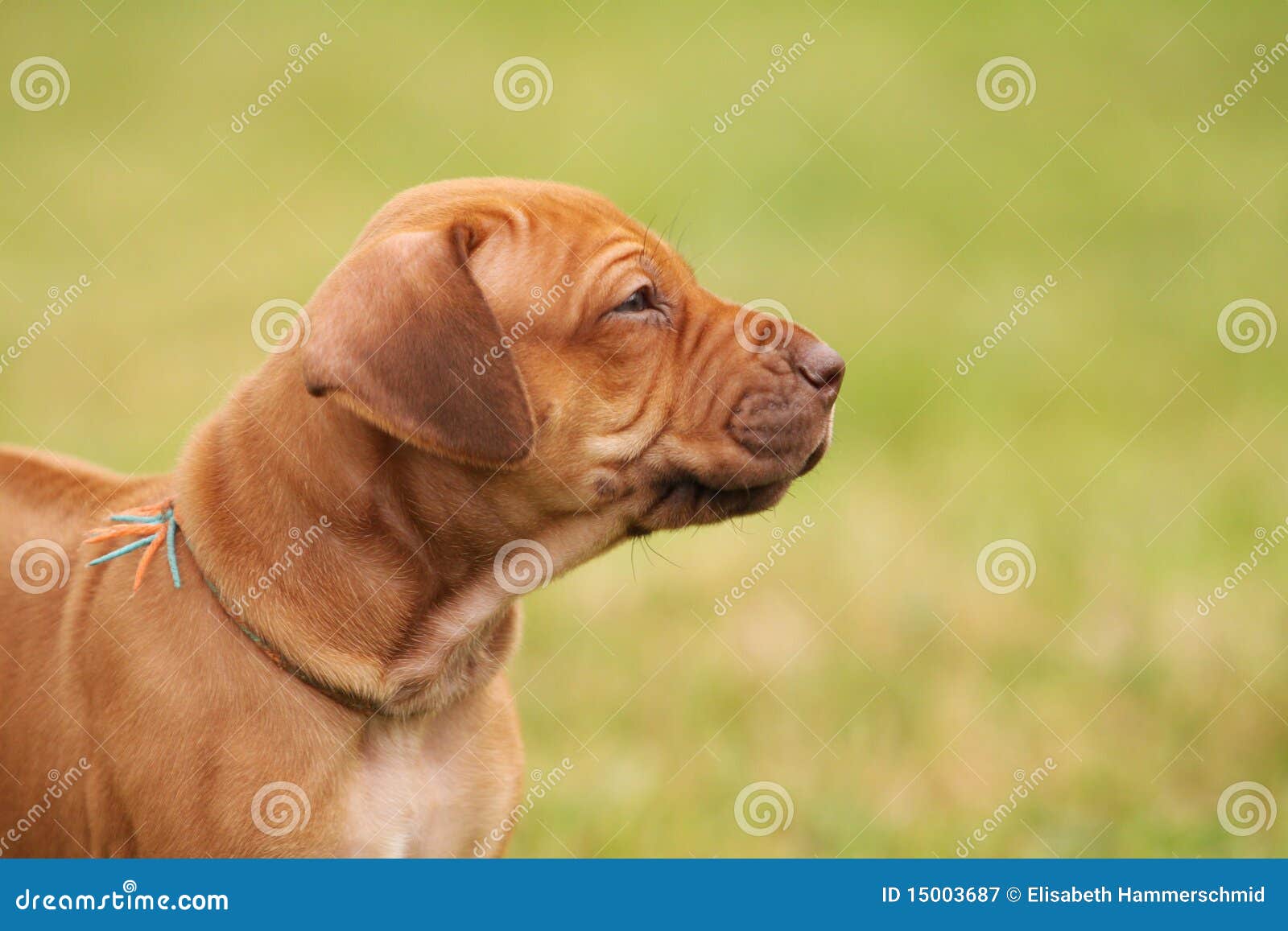 Livernose Rhodesian Ridgeback Puppy Stock Image - Image of doggies ...