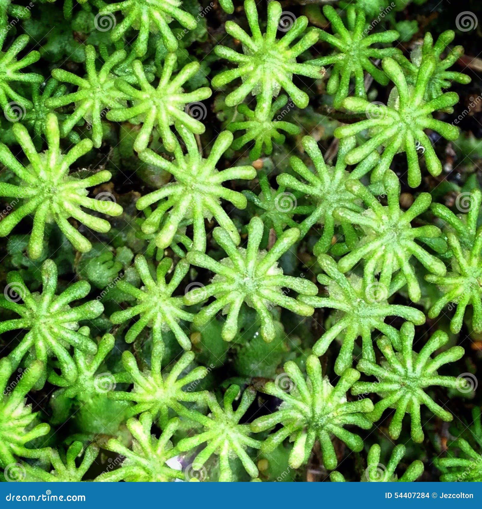 Liverwort stock photo. Image of background, flowers, abstract - 54407284