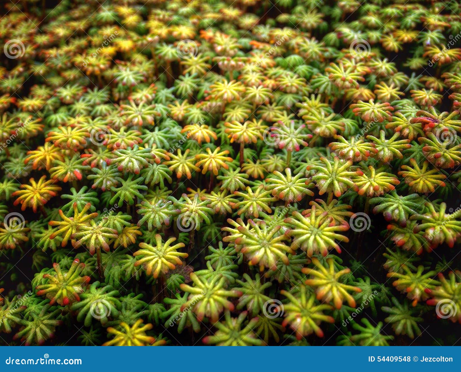 Liverwort stock photo. Image of shrub, photograph, plant - 54409548