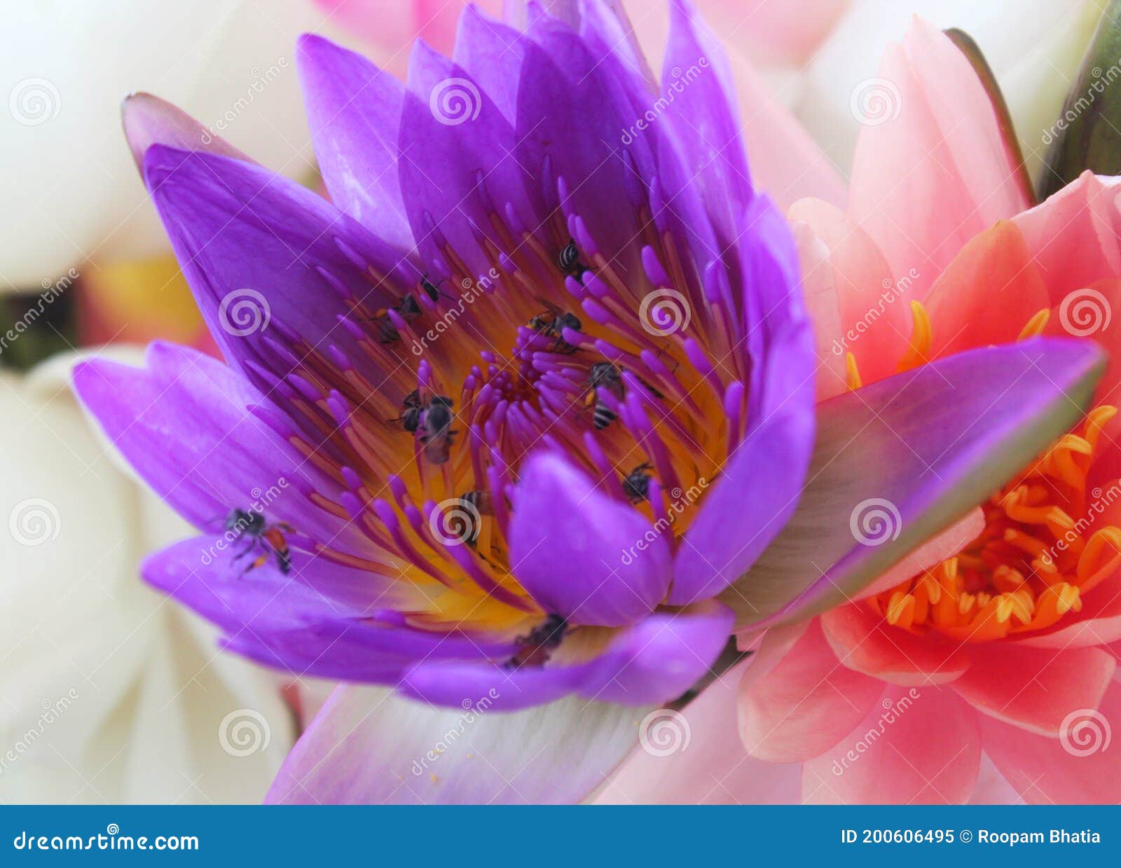 Lives of the Busy Bees in the Flower Stock Image - Image of plant ...