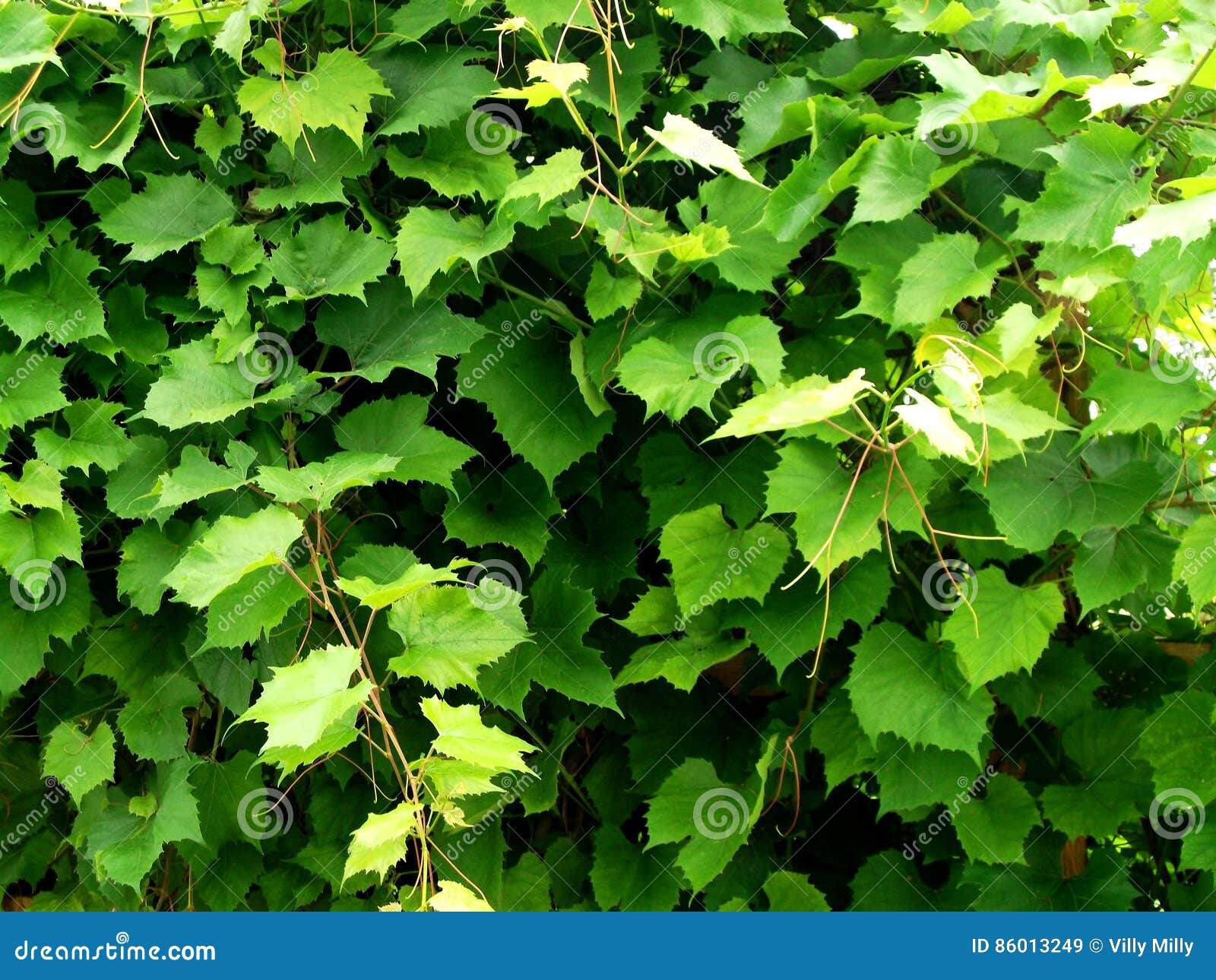 Lives of grape stock image. Image of lives, belarus, city - 86013249