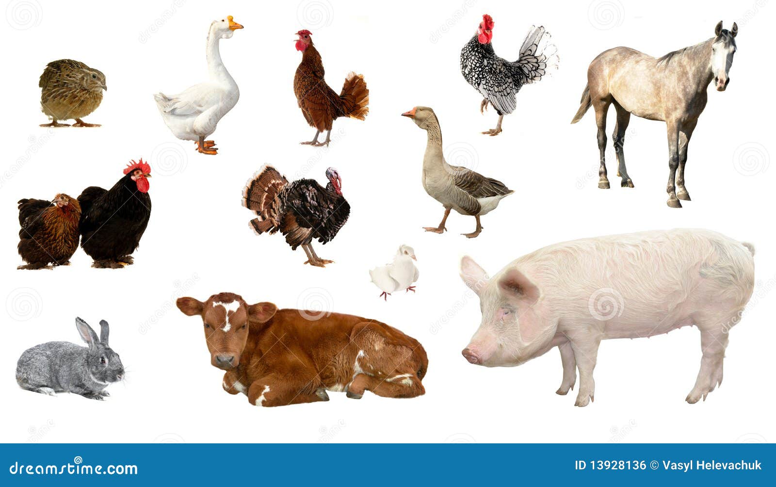 Livestock stock photo. Image of livestock, creature, wild - 13928136
