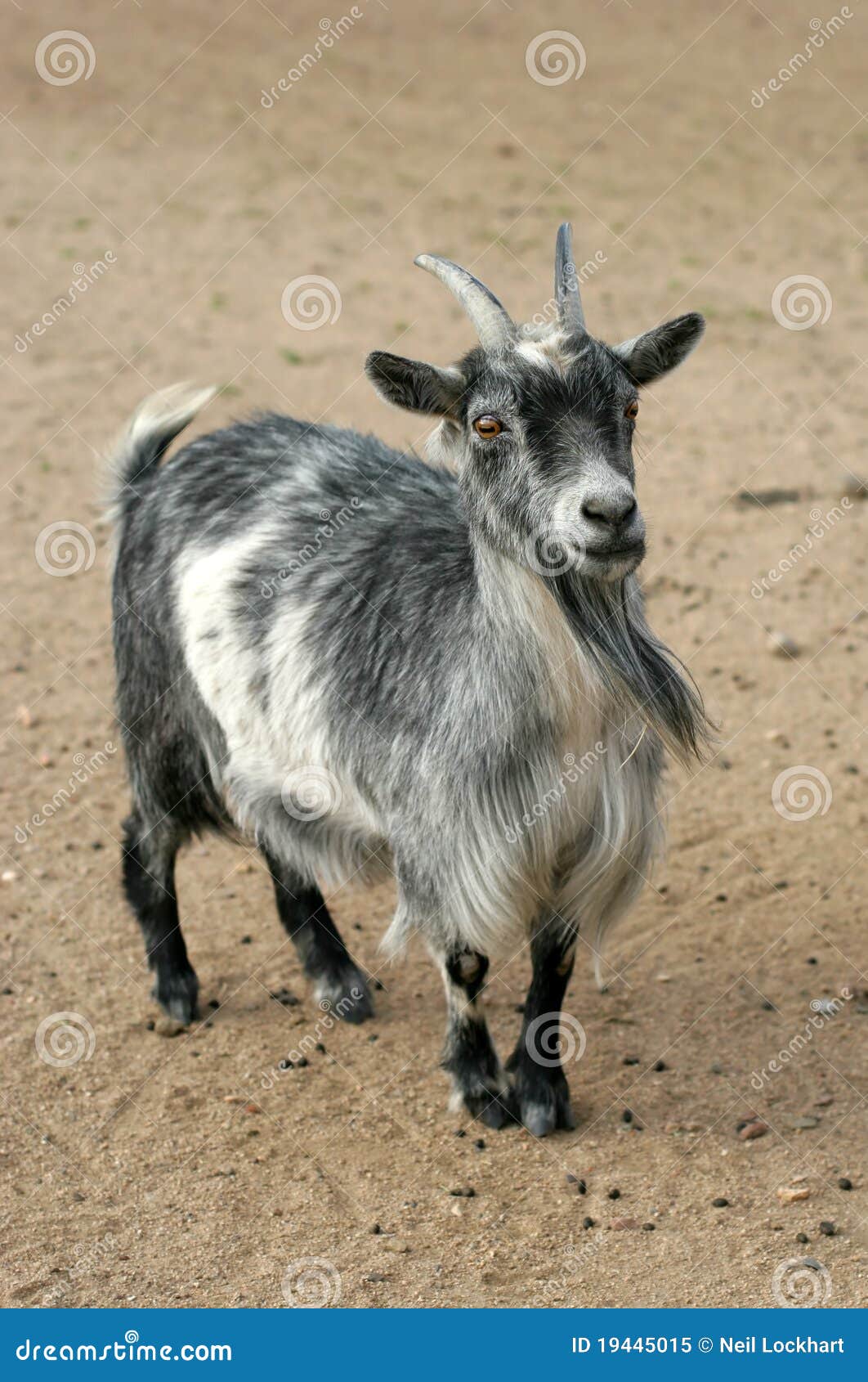 LiveStock stock image. Image of grey, animals, live, goats - 19445015