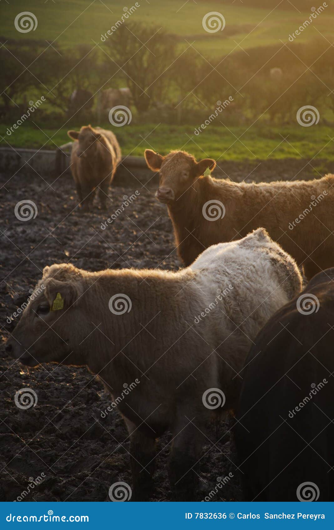 LIVESTOCK stock photo. Image of south, travel, cattle - 7832636