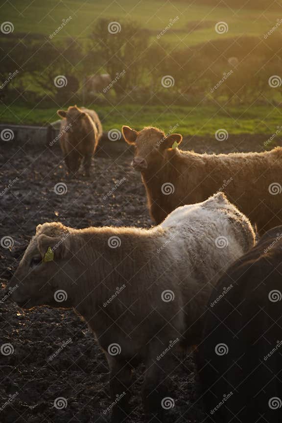 LIVESTOCK stock photo. Image of south, travel, cattle - 7832636