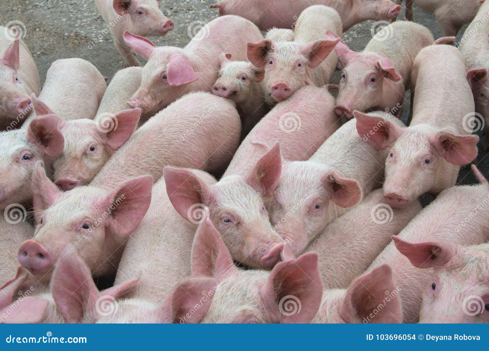 Livestock Breeding. the Farm Pigs. Stock Photo - Image of indoor, pork ...