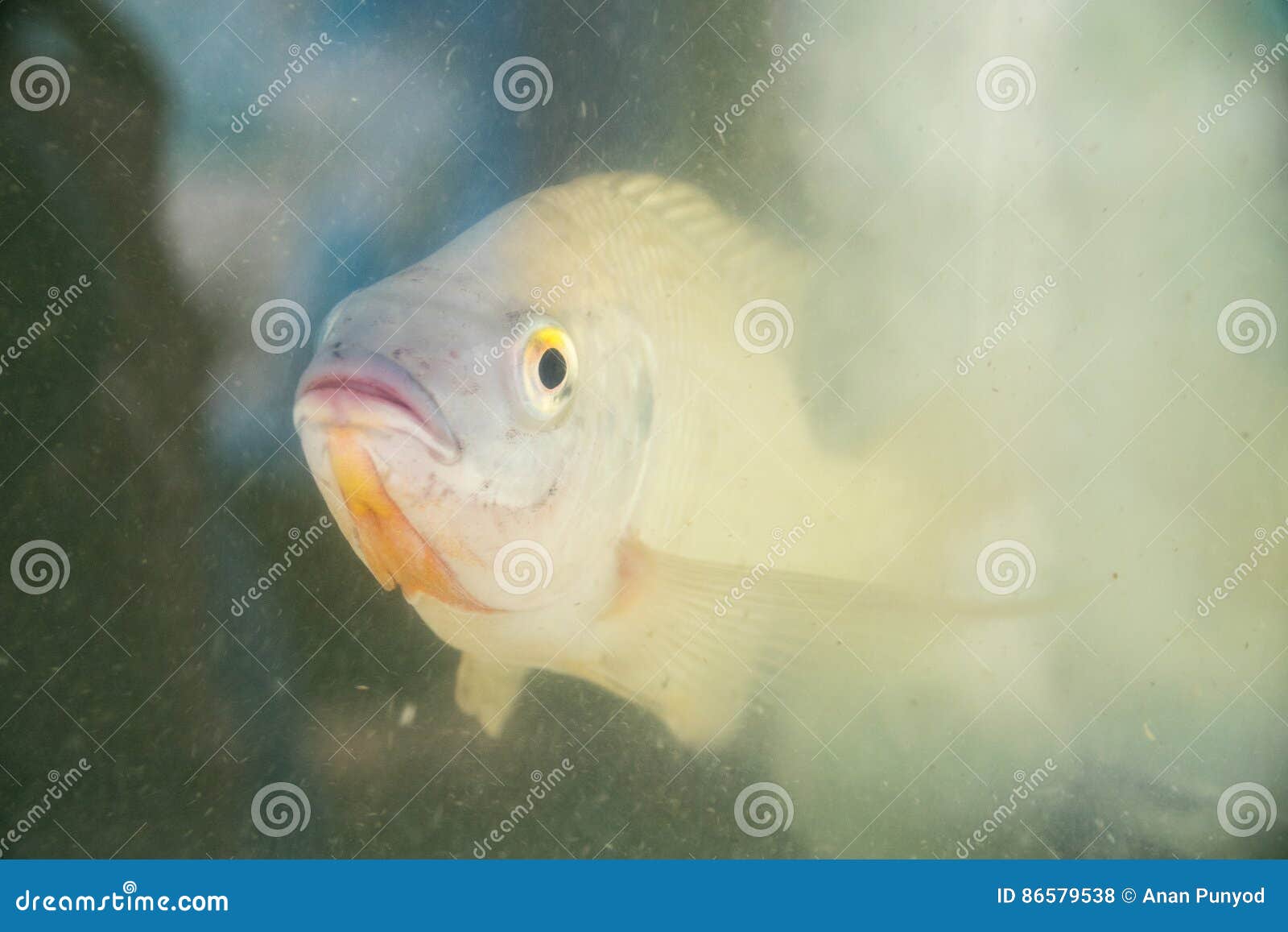 Livestock - Breeding Tilapia Fish on Fish Tank Stock Photo - Image of ...