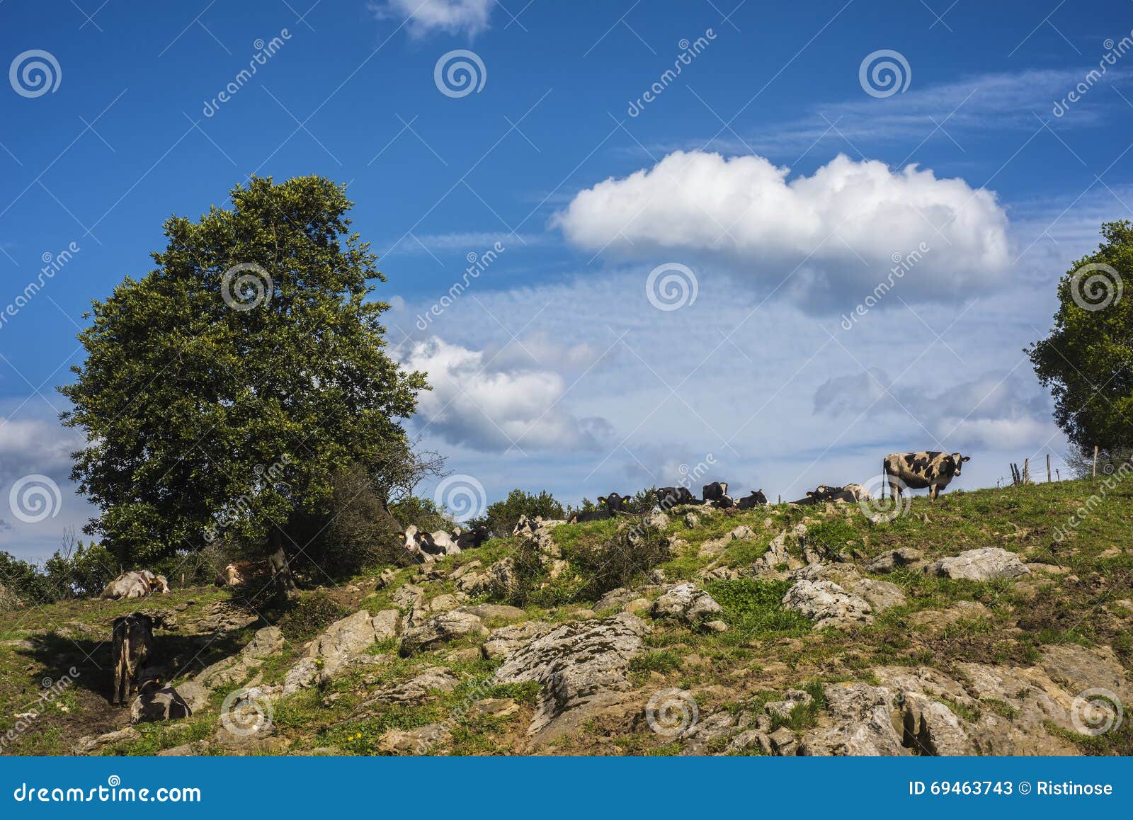 Livestock Dairy Cows Ruminating Stock Image - Image of field, spring ...
