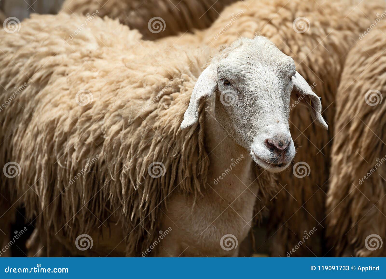 Close up sheep. stock image. Image of outdoors, livestock - 119091733