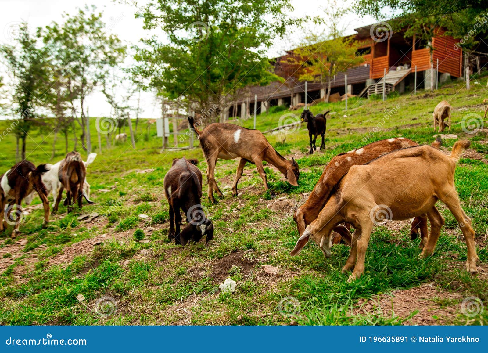 Livestock, Goats, Cows Graze on the Farm Stock Image - Image of animals ...