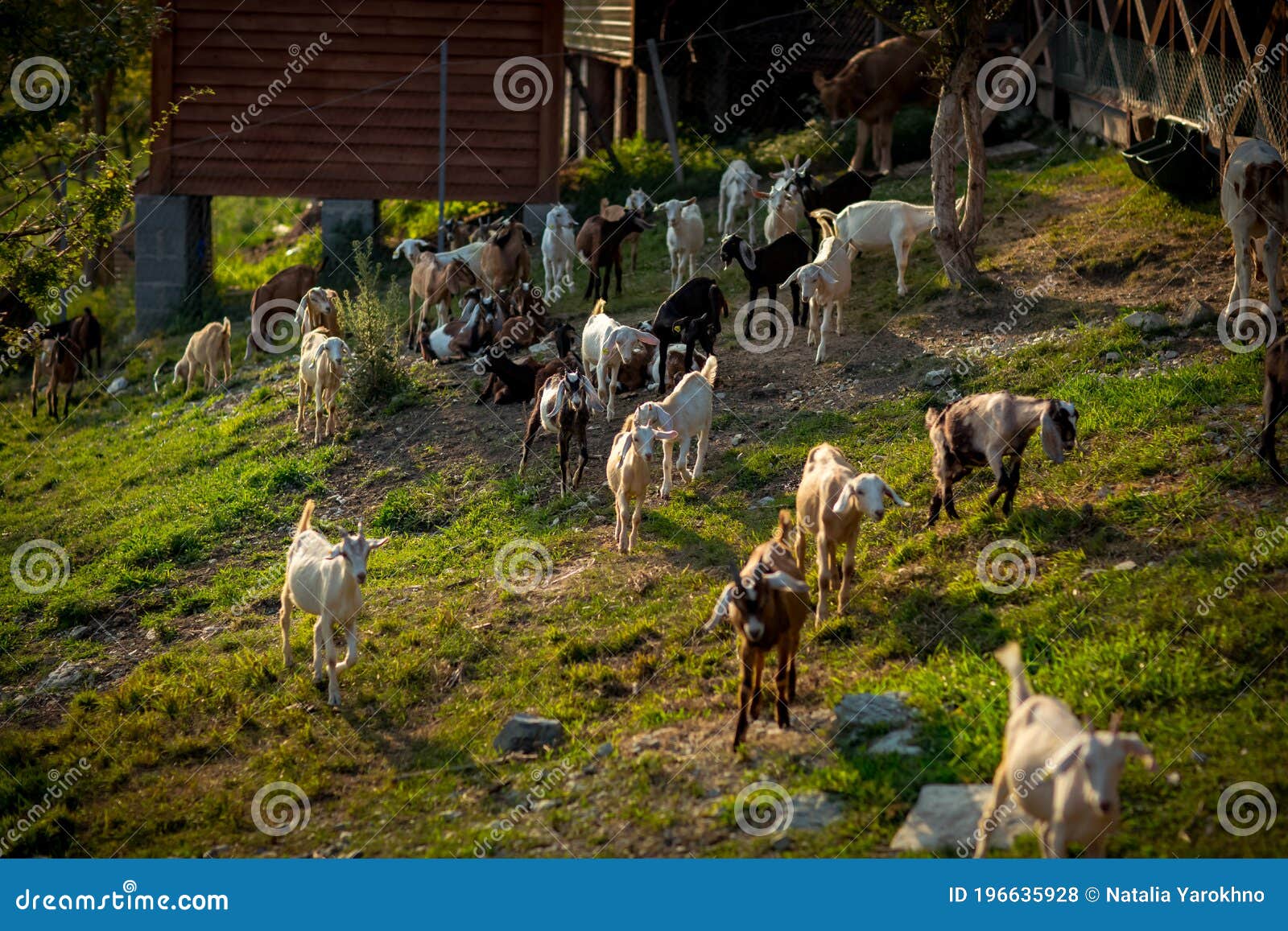 Livestock, Goats, Cows Graze on the Farm Stock Photo - Image of farm ...