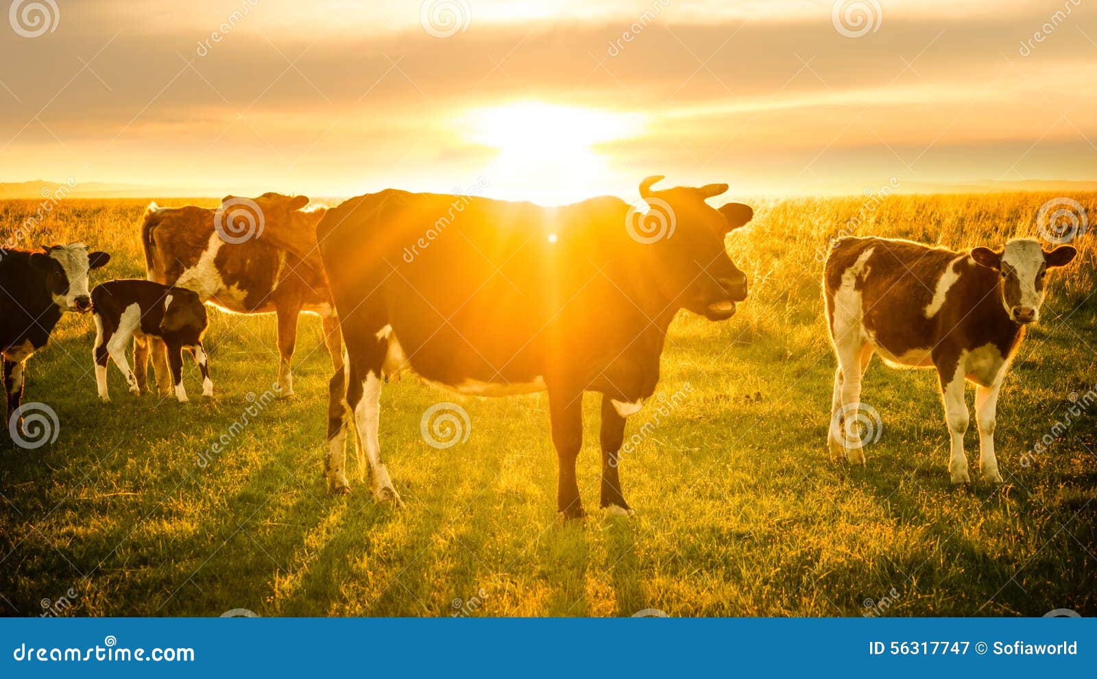 Livestock Grazing at Sunset Stock Image - Image of countryside ...