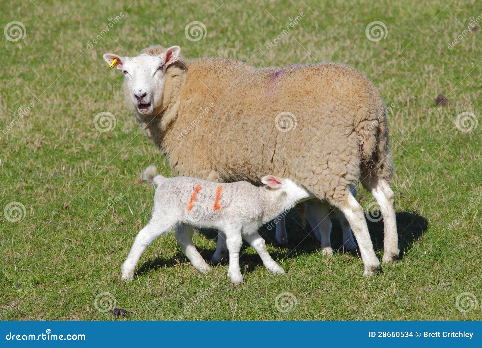 Livestock lamb on sheep stock photo. Image of suckling - 28660534