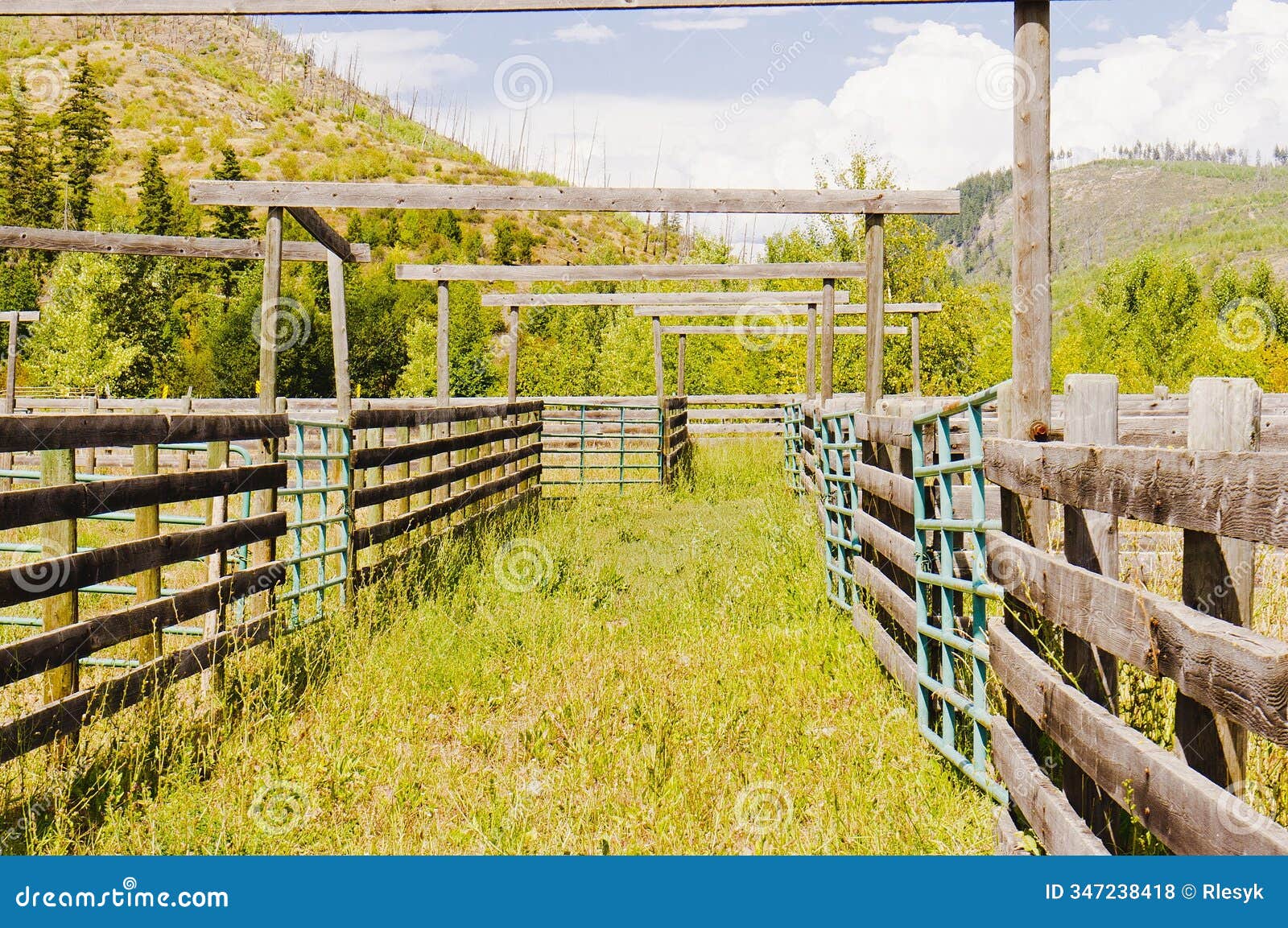 Livestock Paddocks for Arranging Livestock Stock Photo - Image of ...