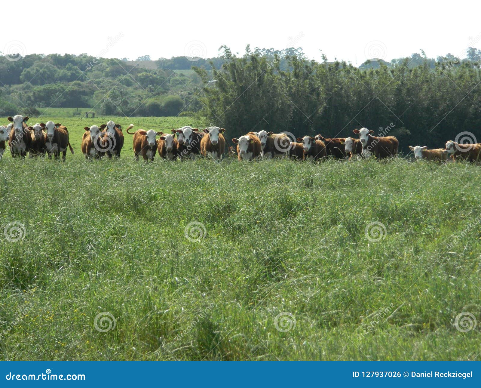 Livestock on pasture editorial photo. Image of landscape - 127937026