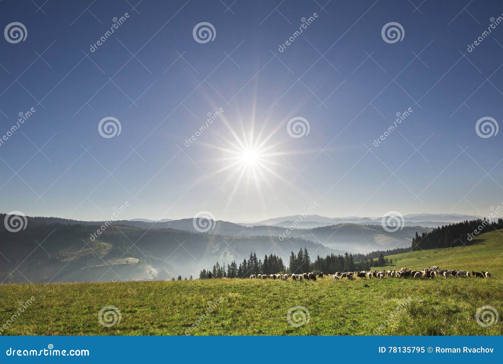 Livestock on Pasture High in the Hills. Stock Image - Image of park ...