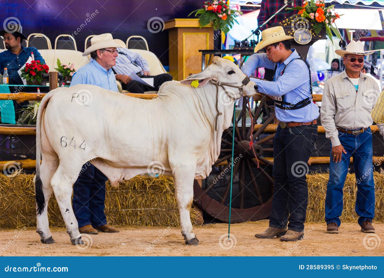 Livestock Show 2012 editorial image. Image of animals - 28589395