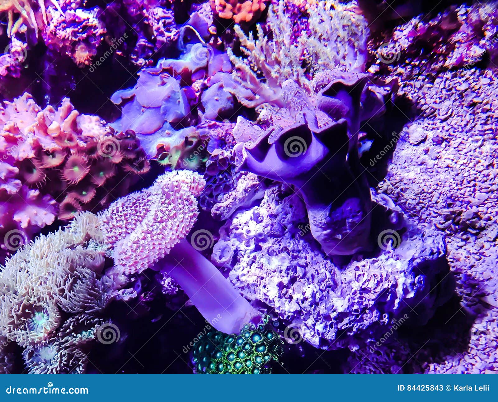 Living Algae stock image. Image of plants, aquarium, algae - 84425843