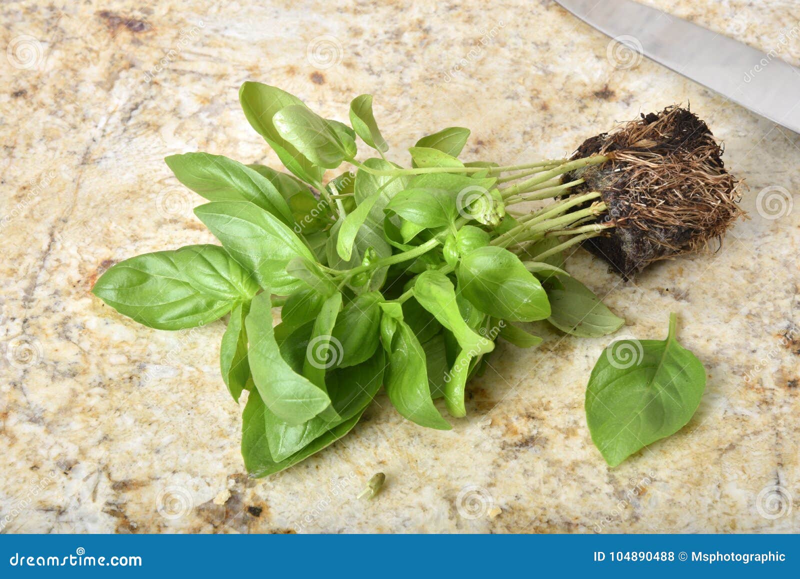 Living basil plant stock photo. Image of food, countertop - 104890488