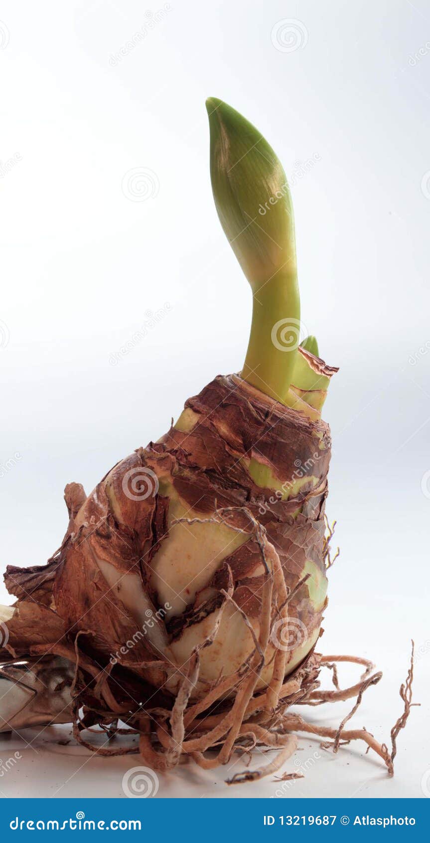 Living bulb with roots stock image. Image of life, root - 13219687