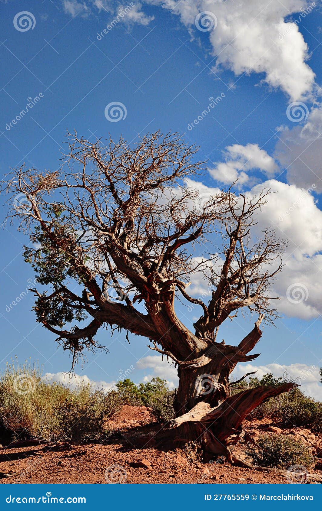Living bush stock image. Image of survive, soil, enjoying - 27765559