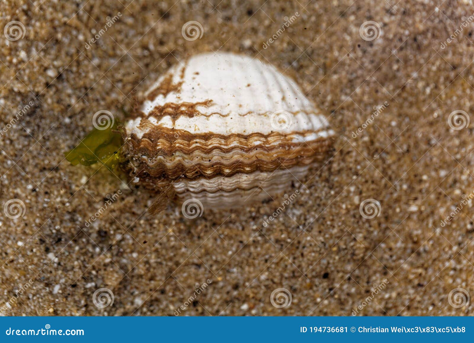 Common Cockle, Cerastoderma Edule Against White Background Stock ...